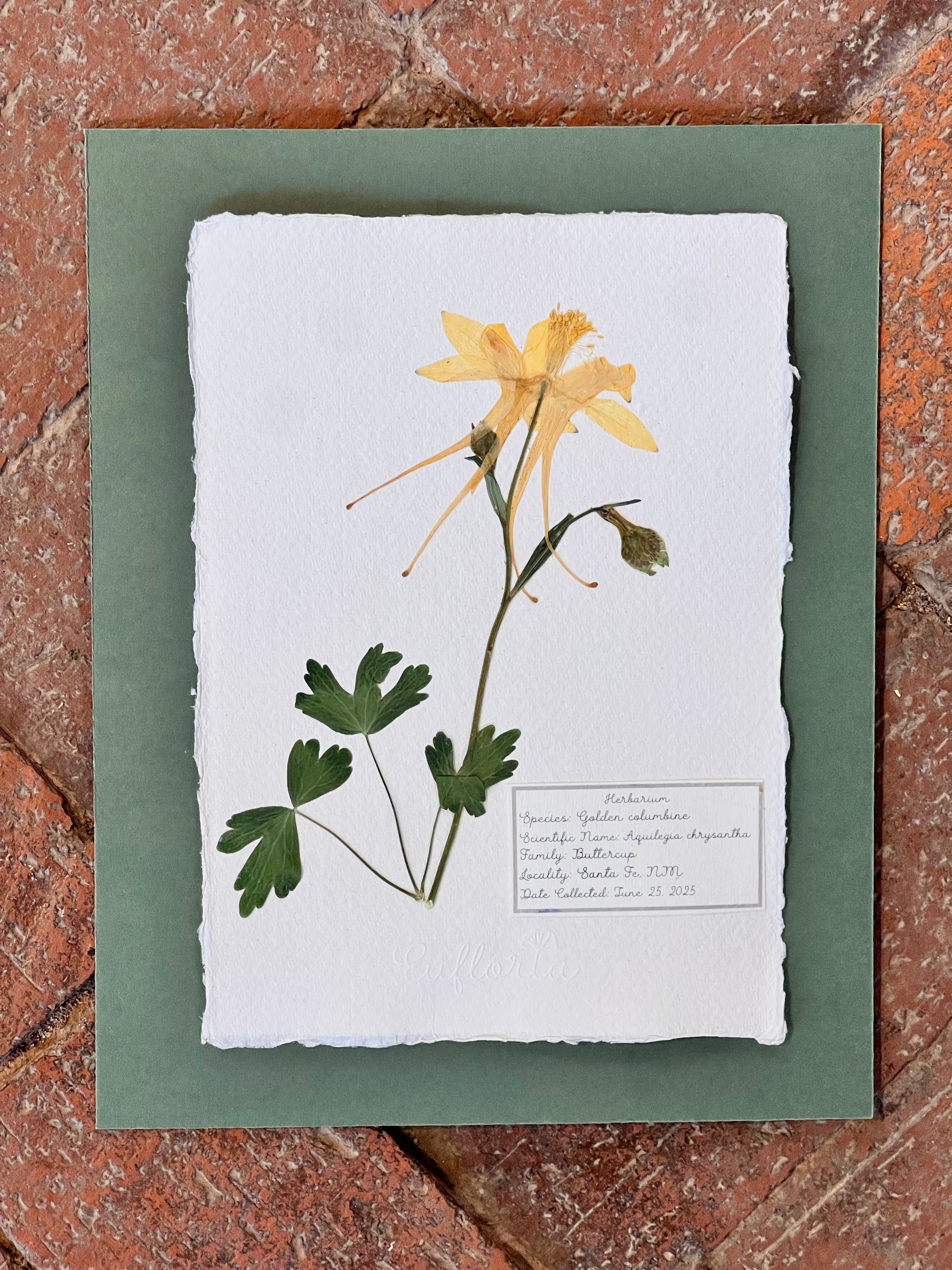 Herbarium ~ Golden Columbine ~ Eufloria Botanical Art – Cielo Handcrafted